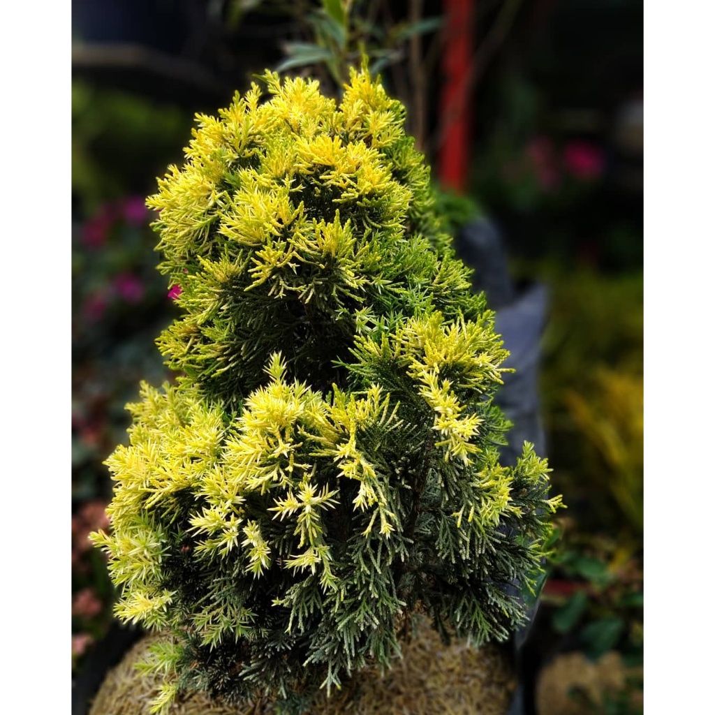 Jual Bunga CEMARA GOLDEN PEKING - Tanaman Hias Hidup Daun Cemara Golden ...