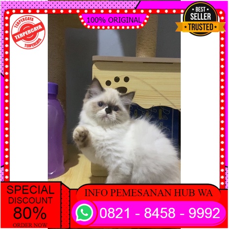 Jual KUCING KITTEN RAGDOLL SIMETRIS BLUE EYES | Shopee Indonesia