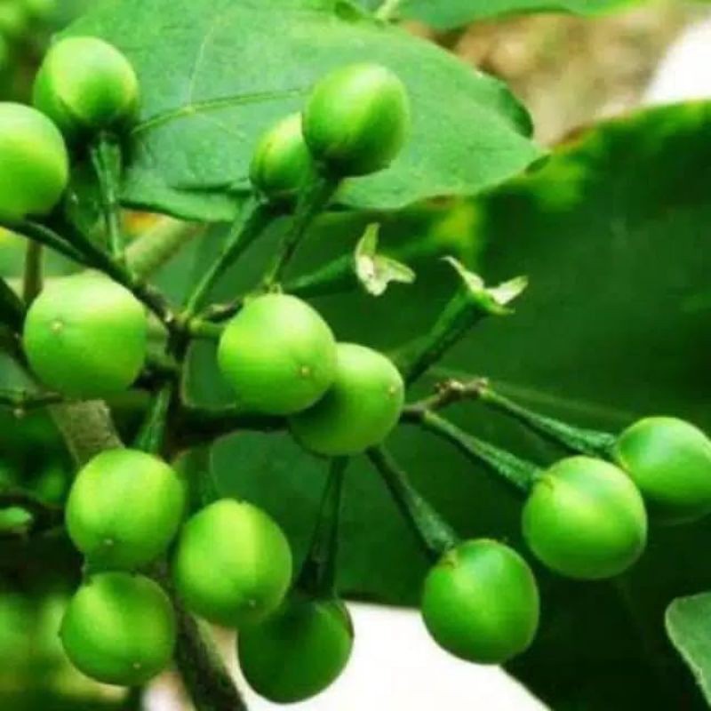 Jual New Promo Buah cepokak segar 500gr / cepokak buah rimbang bisa COD ...
