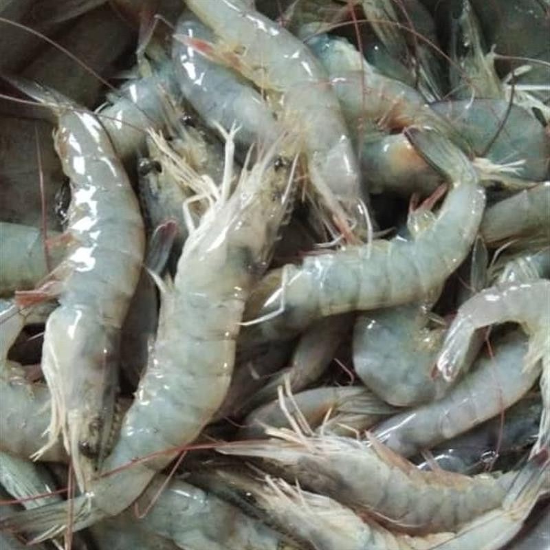 Jual Udang Vaname Fresh Segar 250 gram | Shopee Indonesia