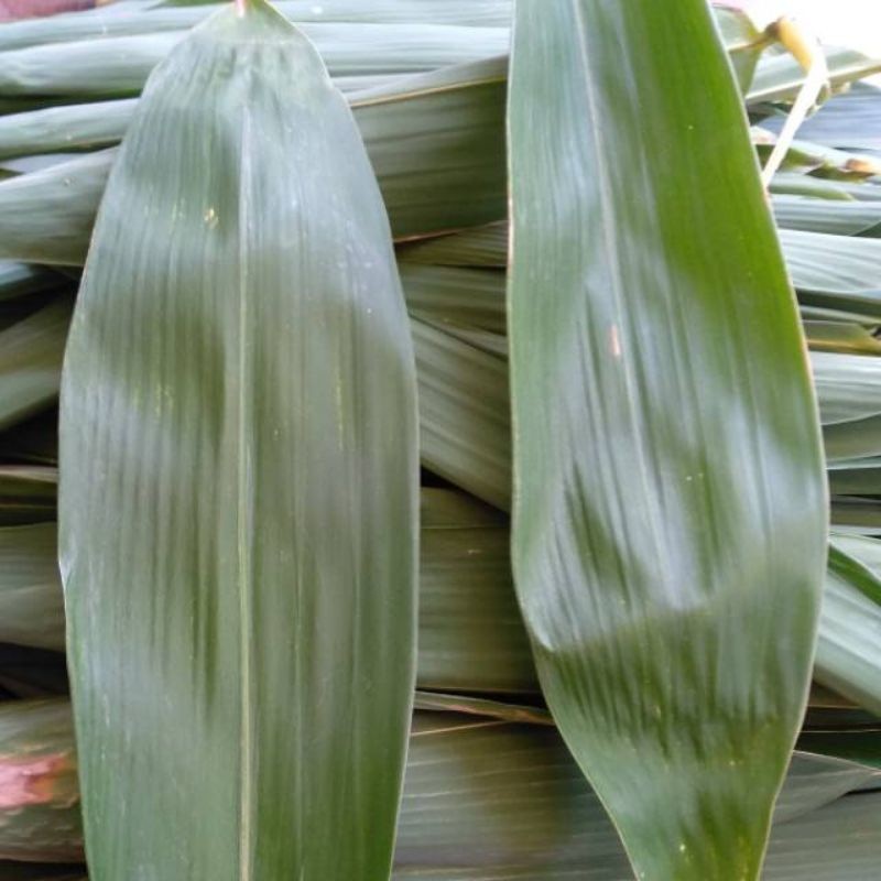 Jual Daun Bambu segar 100 perlembar | Shopee Indonesia