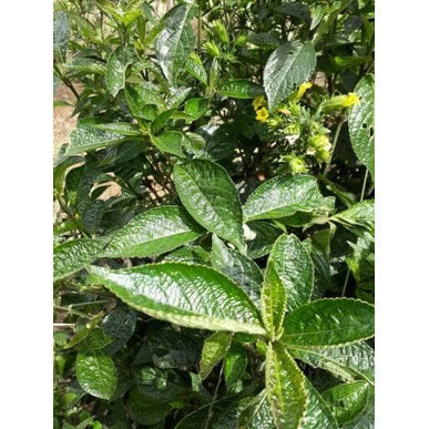 Jual Daun keji beling 1kg /pecah beling ready stok | Shopee Indonesia