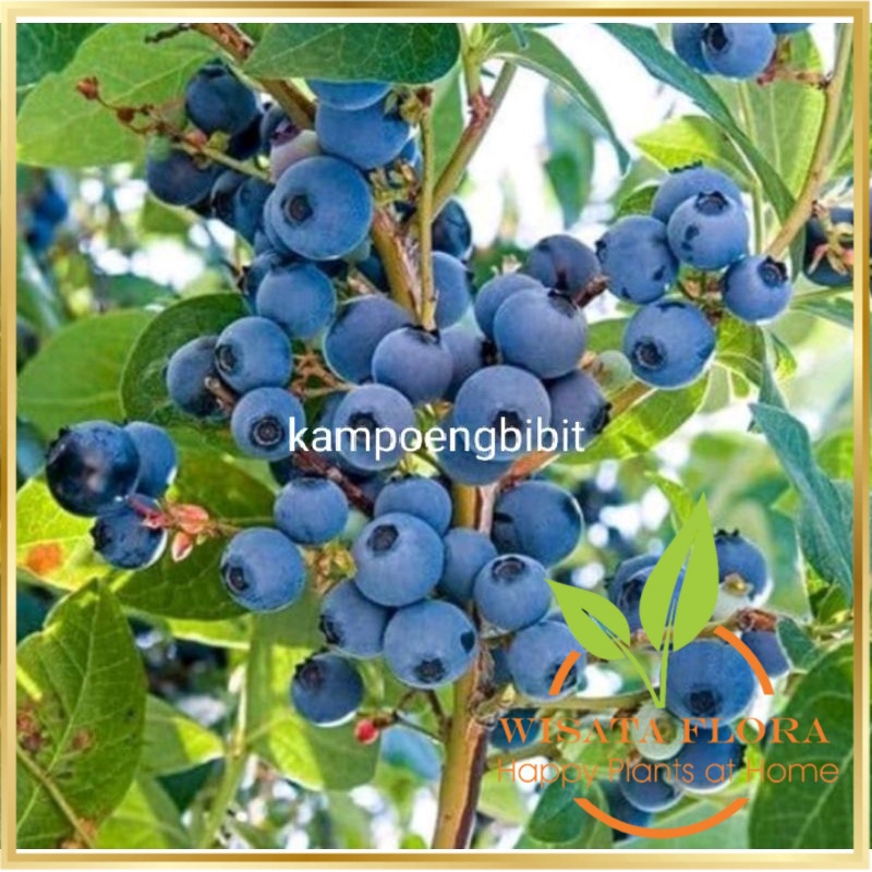 Jual bibit tanaman buah blueberry Jan fruit Wisata Flora | Shopee Indonesia