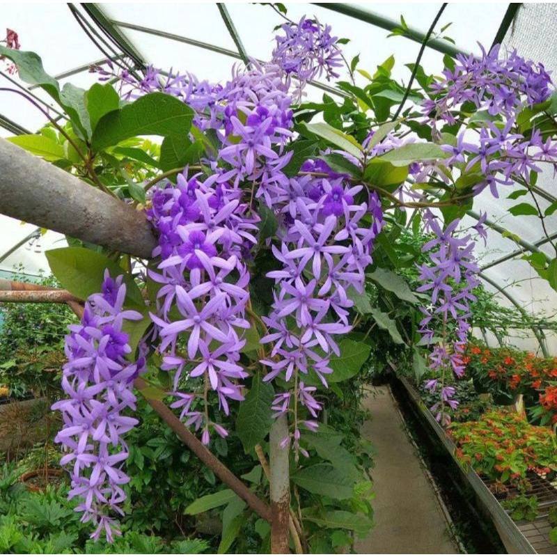 Jual Bunga Merambat PETREA 1 METER - Tanaman Hias Merambat Bunga PATREA ...