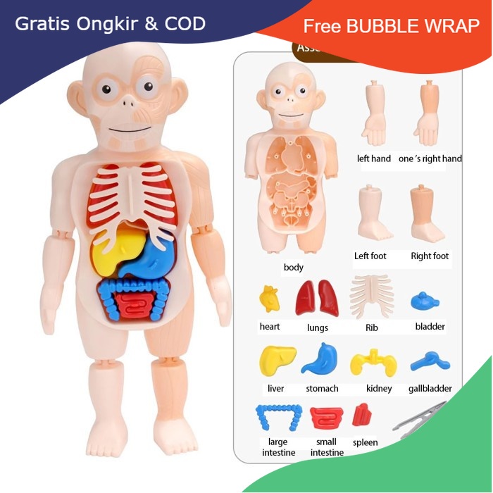 Jual Masa Kini Mainan Anak Human Body Model Edukasi Organ Tubuh Manusia Dokter Kecil | Shopee ...
