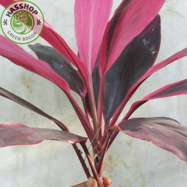 Jual Tanaman hias daun hanjuang merah andong merah pohon indoor outdoor ...