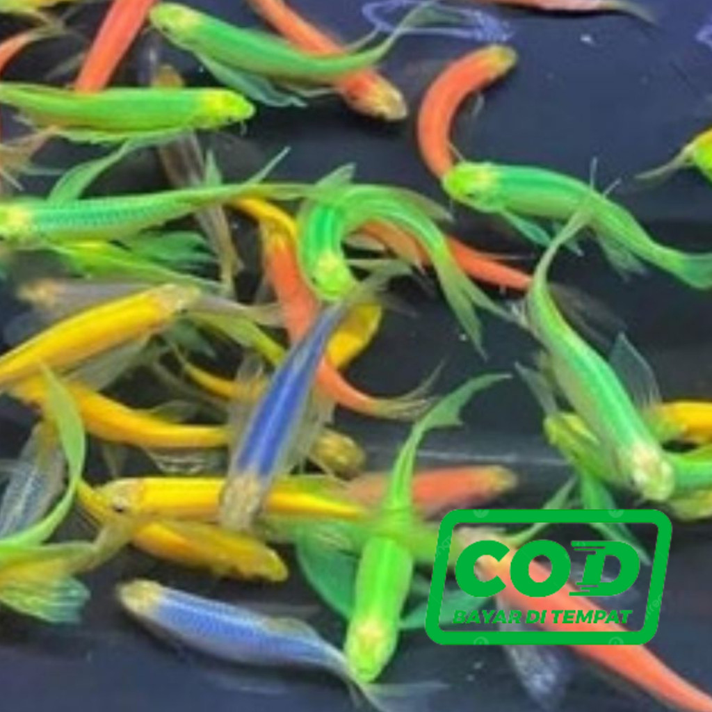 Jual TERMURAH HIASAN DANIO SLAYER MIX ISI 20 WARNA WARNI TERLARIS ...