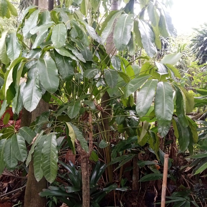 Jual Murah tanaman hias walisongo daun lebar tinggi 2 meter | Shopee ...