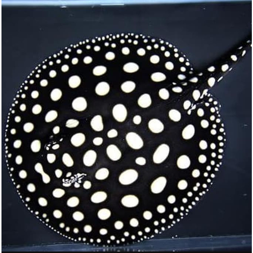 Jual Ikan Pari Black Diamond Ikan Hias Aquarium Aquascape Per Ekor ...