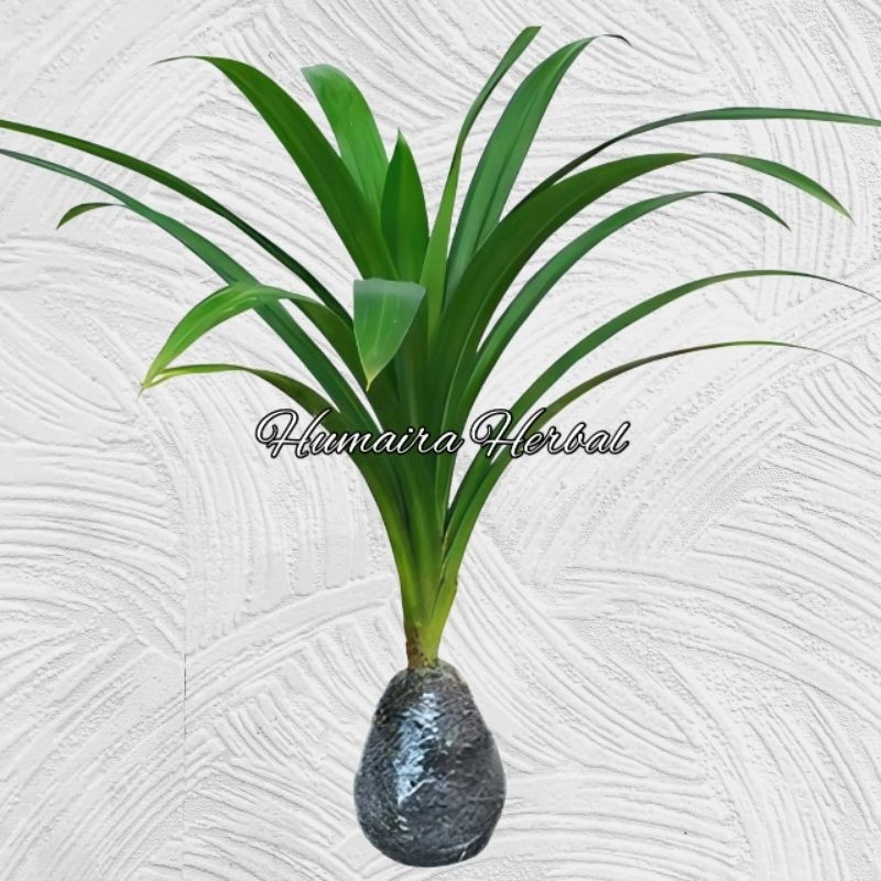 Jual Pohon Pandan Wangi Hidup Bibit Pohon Pandan Wangi Rimbun Siap ...