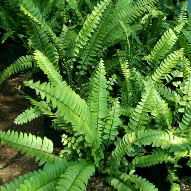 Jual Tanaman Pakis Paku (Davallia Solida) - pohon pakis paku Plantstara ...