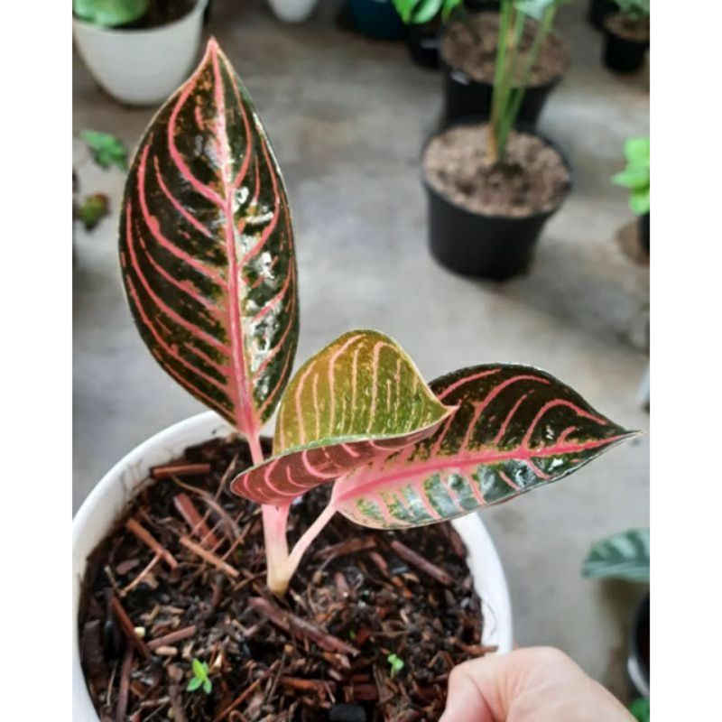 Jual bibit anakan bunga aglonema anakan red sumatra ( Bisa COD ...