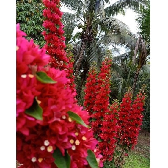 Jual Tanaman hias bunga bougenville ekor musang merah ori bukan ...