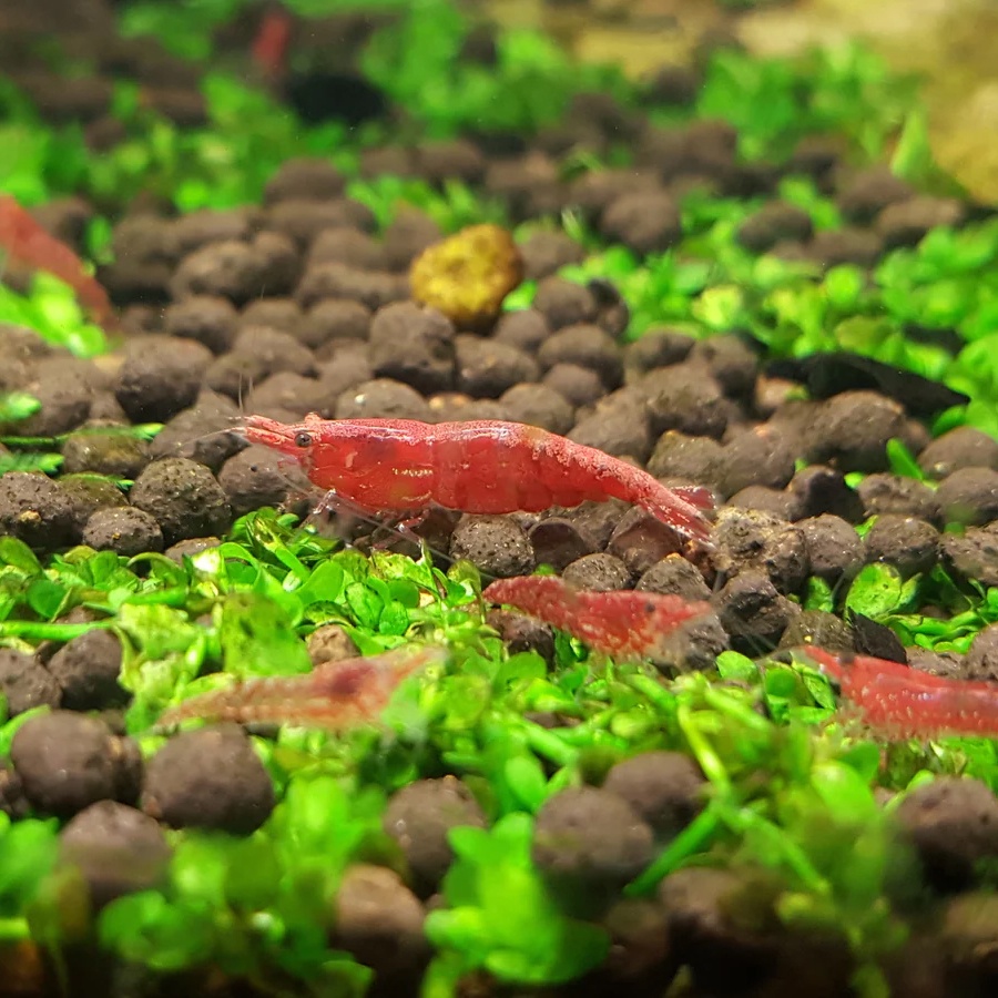 Jual Udang Hias Aquascape Red Cherry Shrimp Neocaridina | Shopee Indonesia
