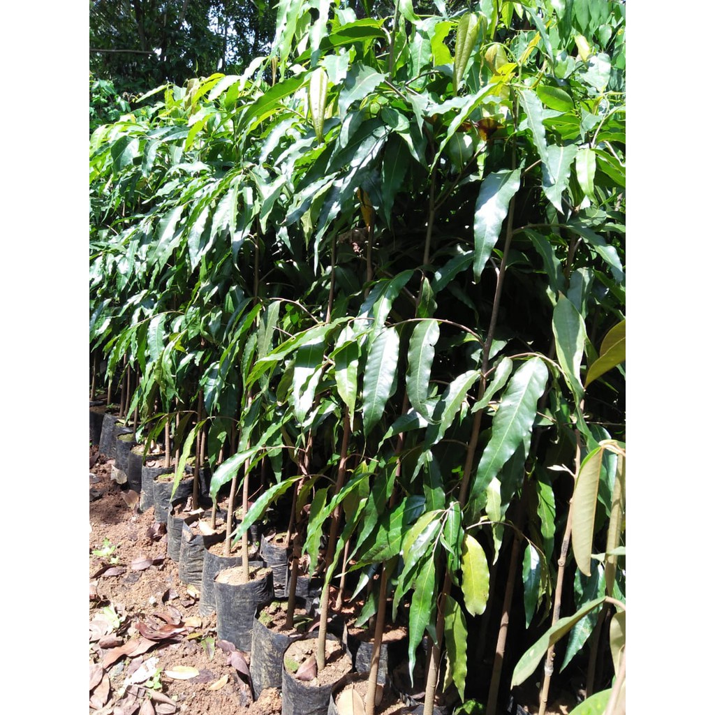 Jual Bibit Tanaman Glodogan Pecut Tiang Untuk Penghijauan/Taman Harga Murah | Shopee Indonesia