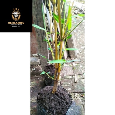 Jual bibit bambu kuning tinggi tanaman 40cm | Shopee Indonesia