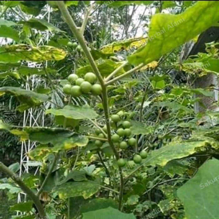 Jual buah rimbang/ takokak 250gram | Shopee Indonesia