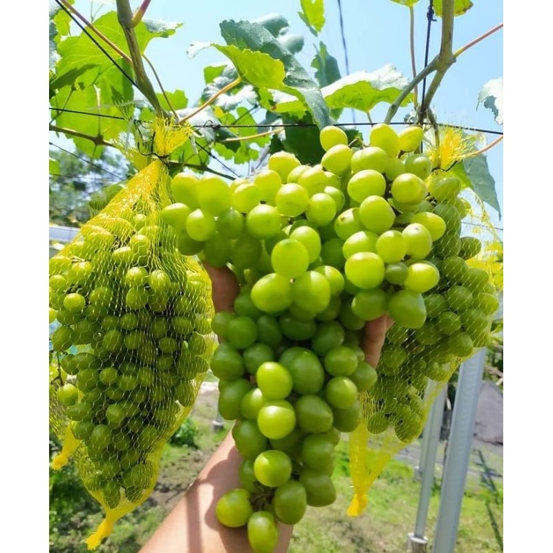 Jual anggur import ilaria VALID | Shopee Indonesia