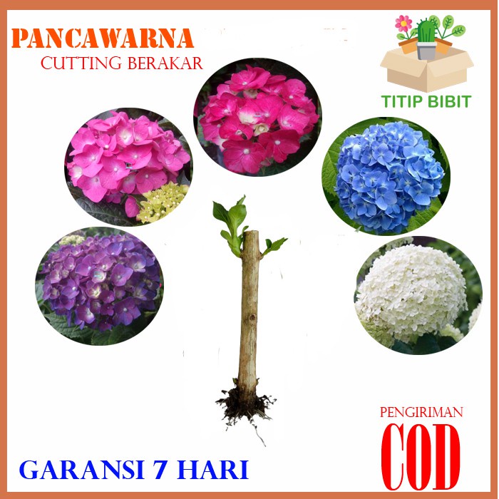 Jual Cuttingan Stek Bunga Pancawarna (Hydrangea macrophylla)Murah ...