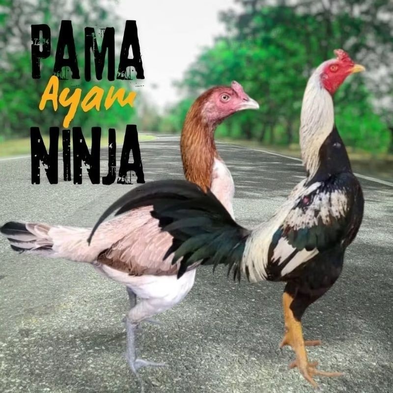 Jual telur ayam pama ninja original bisa untuk di tetaskan | Shopee ...