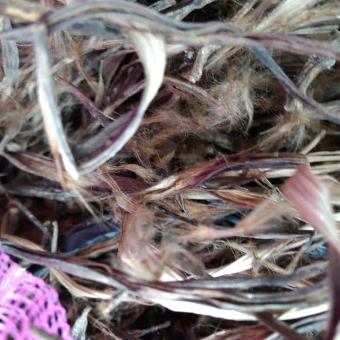 Jual Benih Biji Pohon Pule - Pulai Super Siap Semai khualitas unggul ...