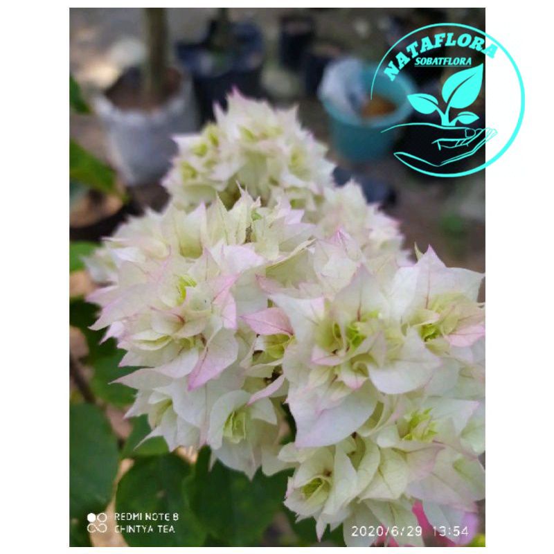 Jual TANAMAN HIAS BUGENVIL BUNGA KERTAS/WHITENING TANAMAN HIAS ...