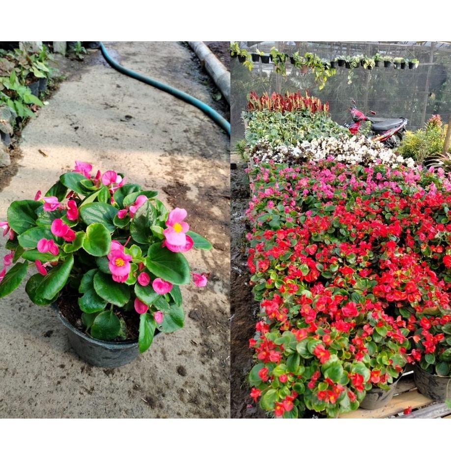 Jual Tanaman Hias Bunga BEGONIA BALI Mini - Bunga Hias Begonia Mini ...