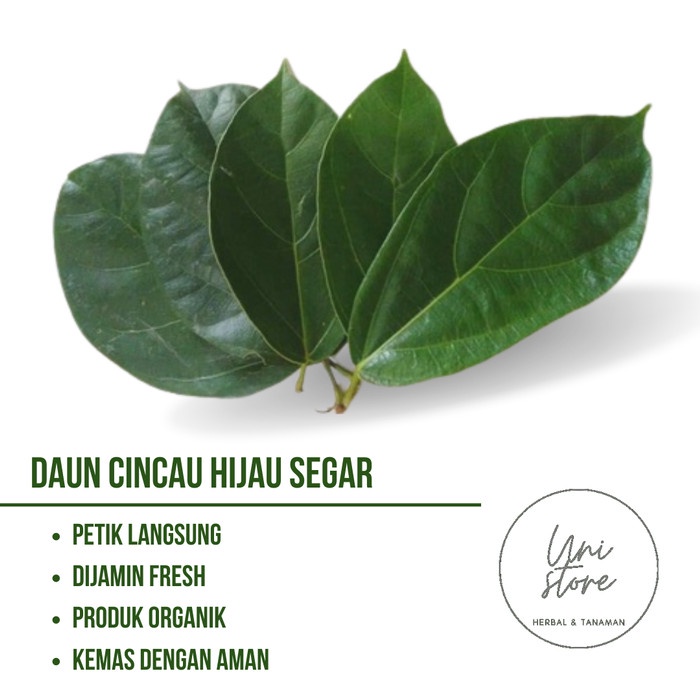 Jual Daun Cincau Hijau Segar 1Kg - cincau perdu - kipanas - petik ...
