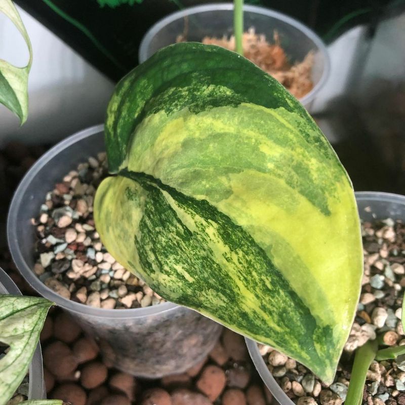 Jual Scindapsus jadesatin varigata yellow | Shopee Indonesia