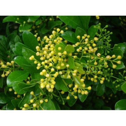 Jual Tanaman Pacar Cina - bibit tanaman hidup | Shopee Indonesia