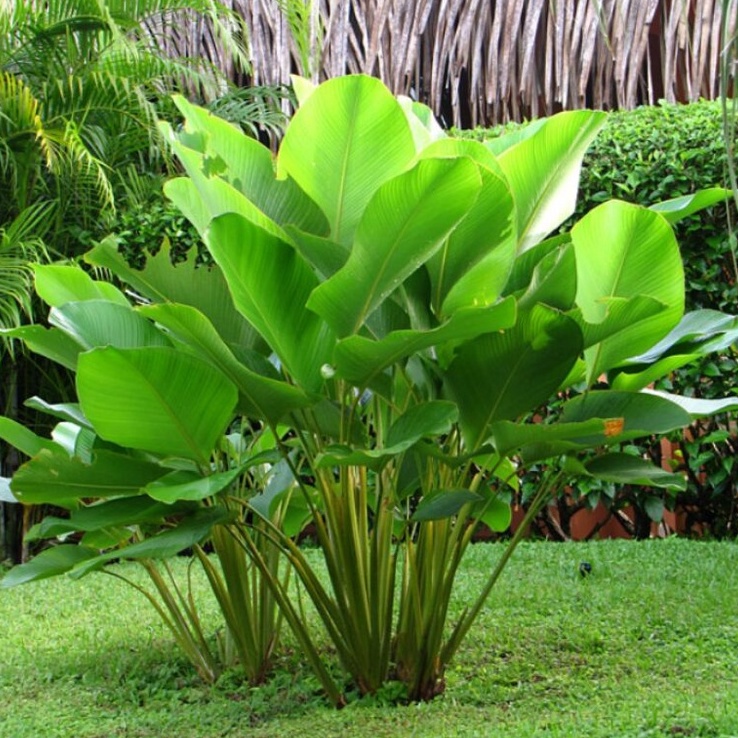 Jual Tanaman Hias Taman Calathea lutea/Pisang lutea/Pisang Katak ...