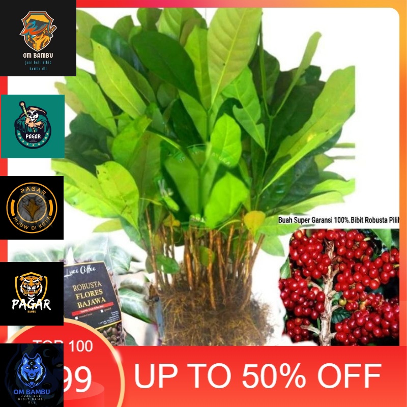 Jual Bibit Kopi Robusta Unggul 10-40 Cm Siap Tanam / Pohon Kopi Robusta Super #murah | Shopee ...