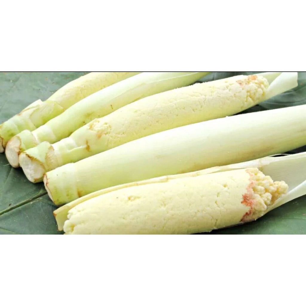 Jual Sayur terubuk 500gr/terubuk/terubus/telor tebu/kembang tebu ...