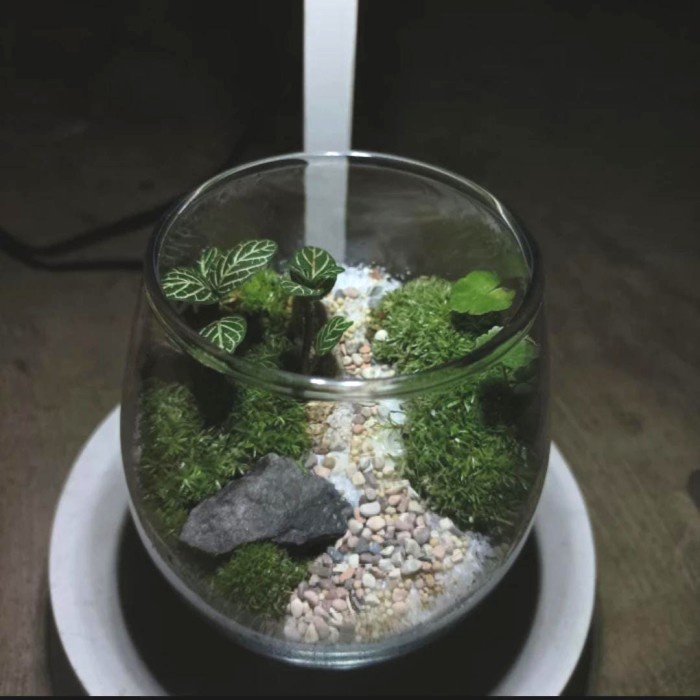 Jual Mini rivarium | Terrarium mini | Fitonia | Shopee Indonesia