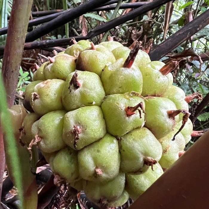 Jual Langka Buah Kecombrang Hutan Honje Laka Warna Hijau | Shopee Indonesia