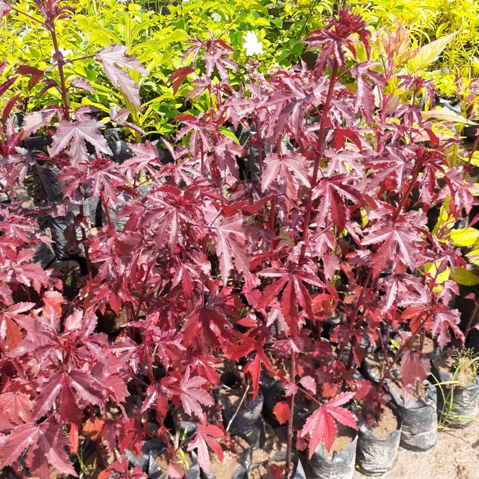 Jual Tanaman Hias Red Maple/ Red Panama, Bahan Bonsai Red Maple/ Panama ...