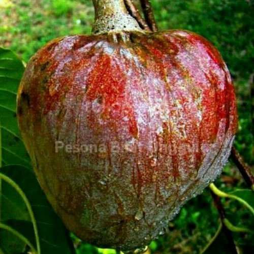 Jual Bibit Srikaya Mulwo/ Buah Nona Langka Tinggi 40cm | Shopee Indonesia