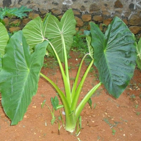 Jual Tanaman Hias Indoor Talas / Talas Bogor (Colocasia) | Shopee Indonesia