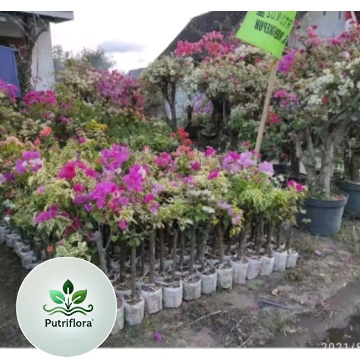 Jual Gratis Ongkir Tanaman Hias Bugenvil Bunga Kertas 5 6 Warna