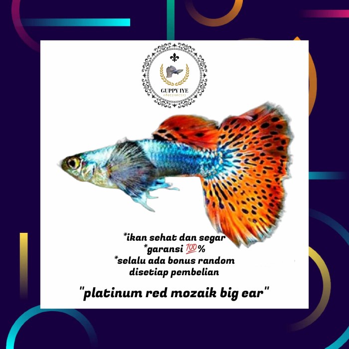 Jual ikan guppy platinum red mozaik big ear PRMBE hiasan aquarium - betina | Shopee Indonesia