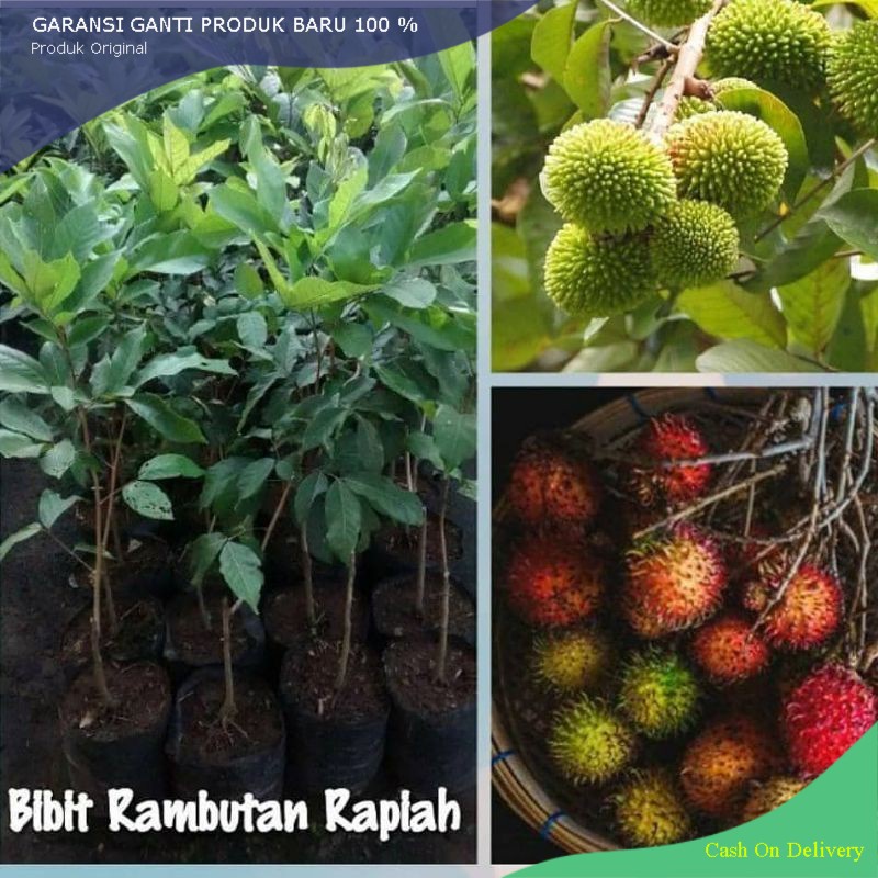 Jual bibit rambutan rapiah hasil okulasi unggul cepat berbuah super ... Jual bibit rambutan rapiah hasil okulasi unggul cepat berbuah super ...