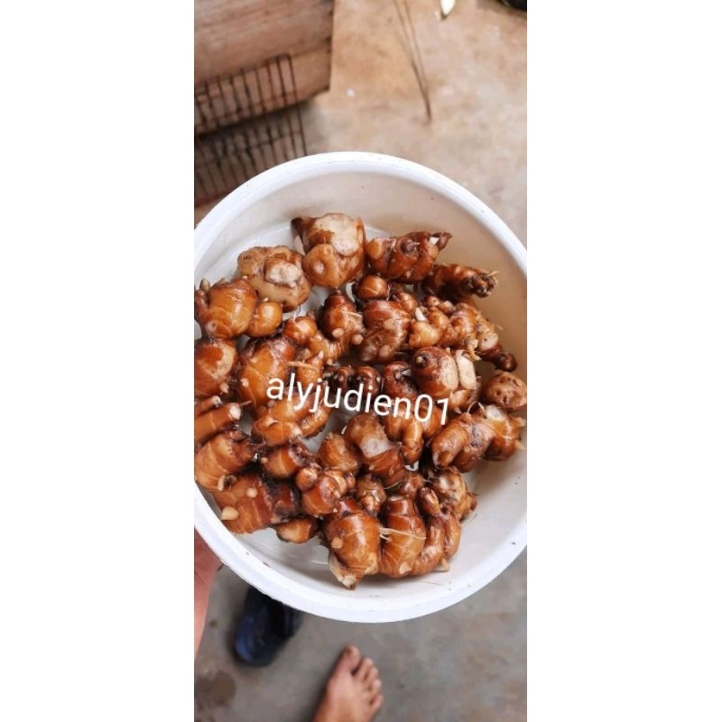 Jual kencur/cikur segar isi 250 gram | Shopee Indonesia