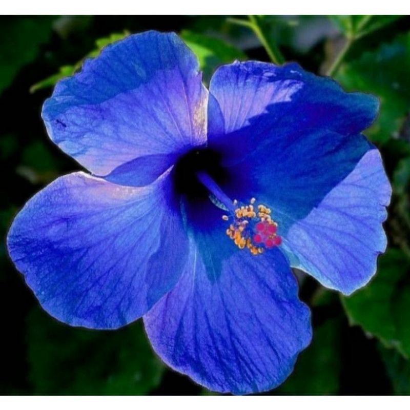 Jual tanaman hias hibicus sp bunga biru | tanaman kembang sepatu ...