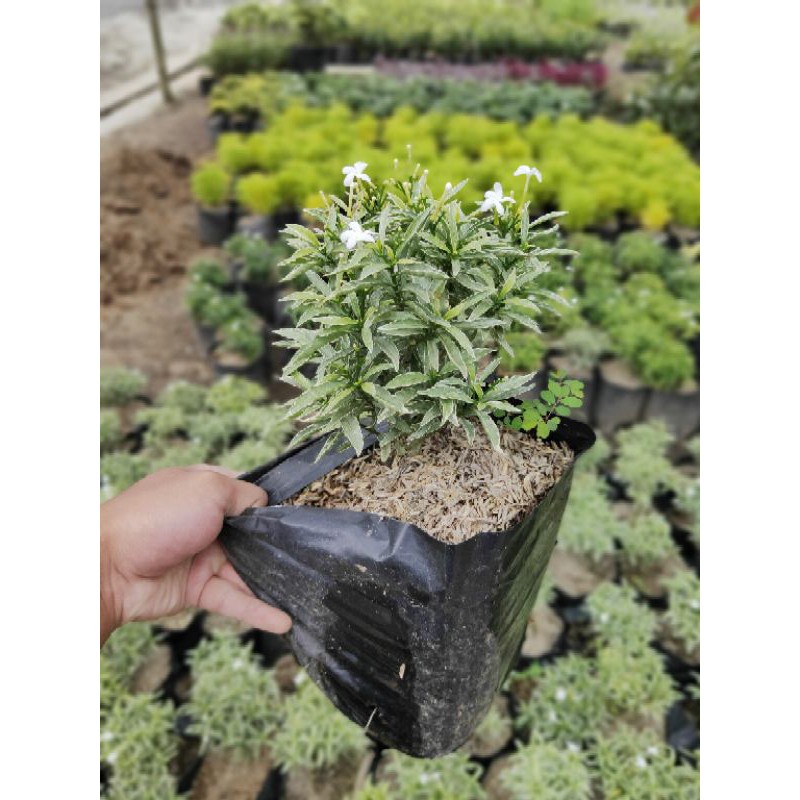 Jual Tanaman Hias Bunga Rombusa (Tabernaemontana corymbosa)Mini ...