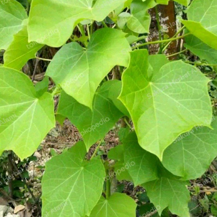 Jual daun jarak segar 1kg daun herbal jarak | Shopee Indonesia