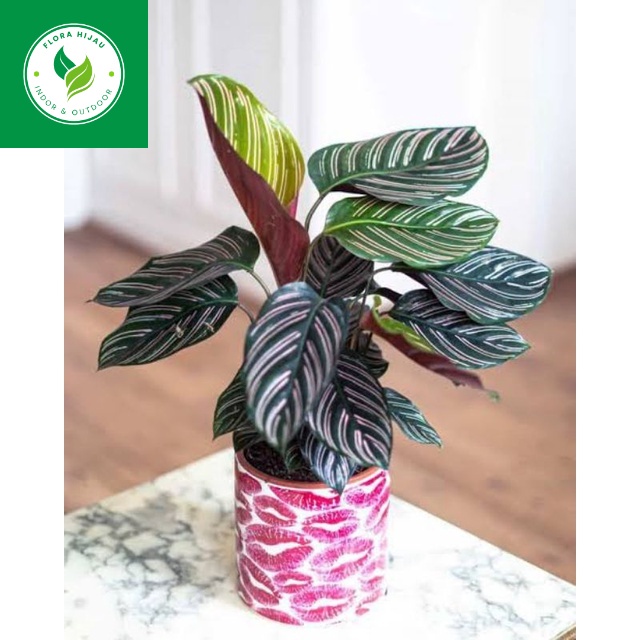 Jual ~ ( BISA COD ) Tanaman Hias Calathea Pink Stripe Bunga Hias ...