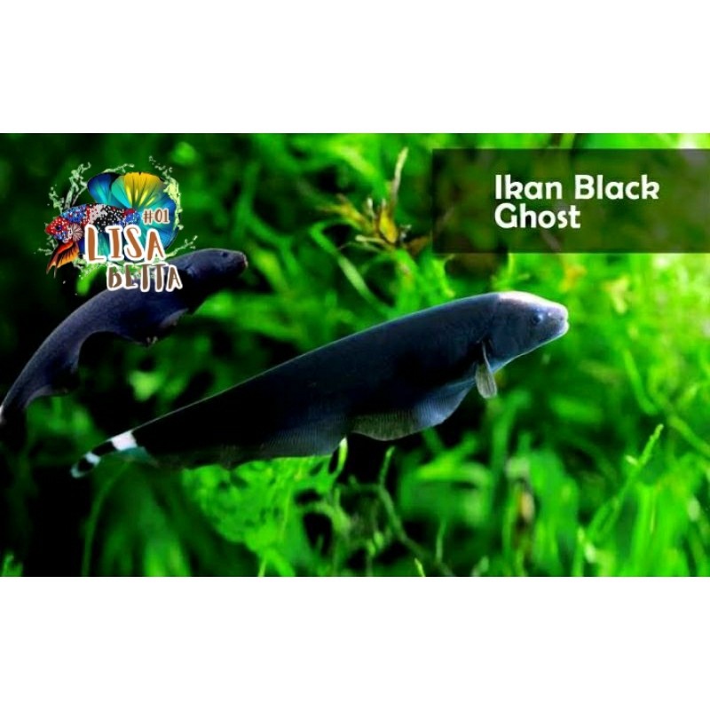Jual pemanis aquarium ikan hias black ghost / ikan black gosht / ikan ...