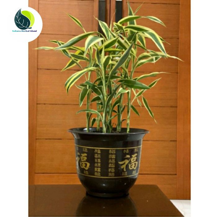 Jual Stek tanaman bambu hoki putih 30cm siap tanam | Shopee Indonesia