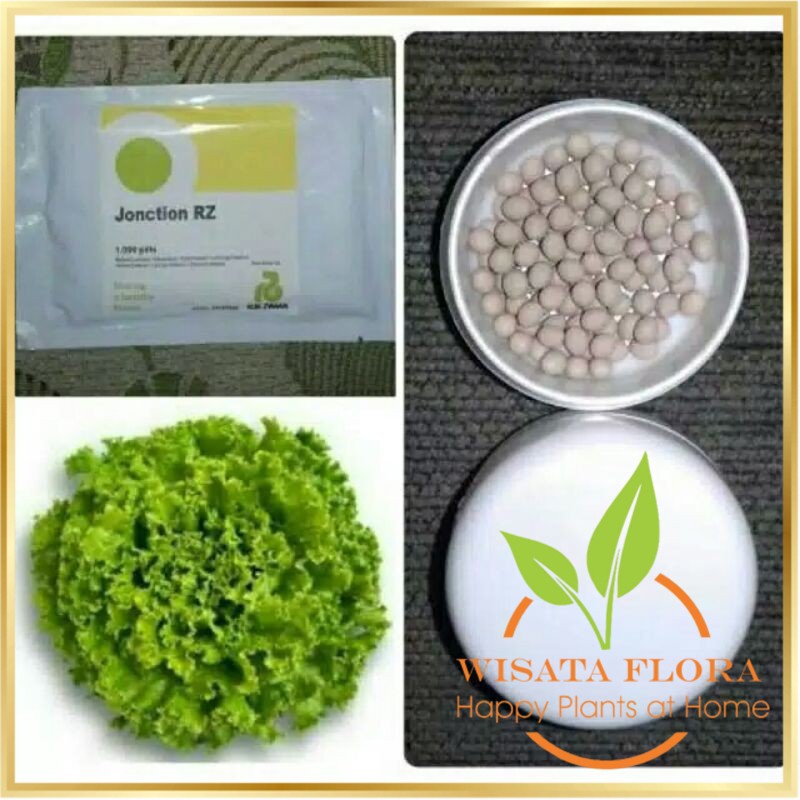 Jual benih bibit selada batavia junction rz 50 & 100 pills Wisata Flora ...