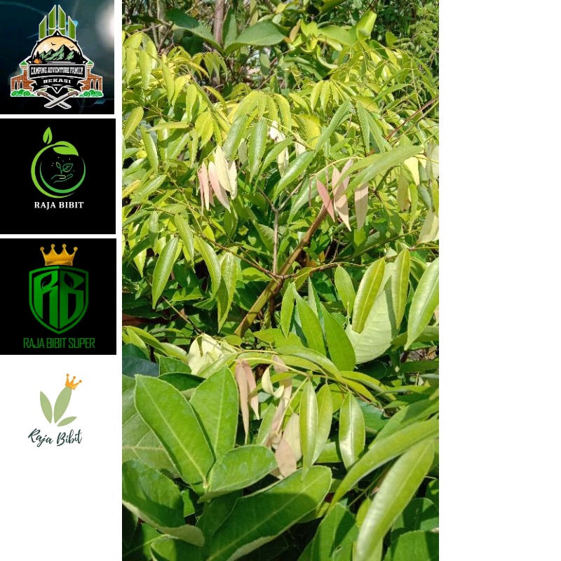Jual Bibit Kayu Nagasari Langka // Bibit Tanaman Langka Kayu Nagasari ... Jual Bibit Kayu Nagasari Langka // Bibit Tanaman Langka Kayu Nagasari ...